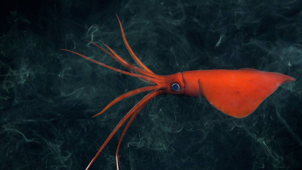 Descubren más de 100 nuevas especies en las profundidades marinas de ...